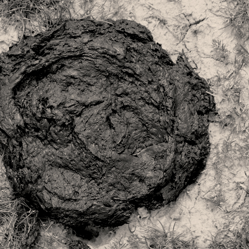 Indian Holy Cow Dung cakes -Klimom Indian Desi Cow Products