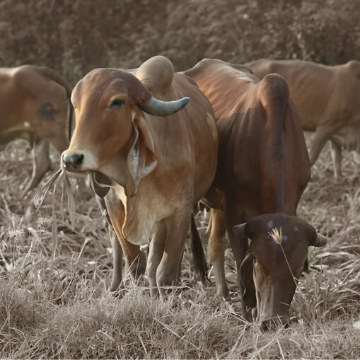Indian Holy Cow Urine-Natural Cow Products-Klimom products