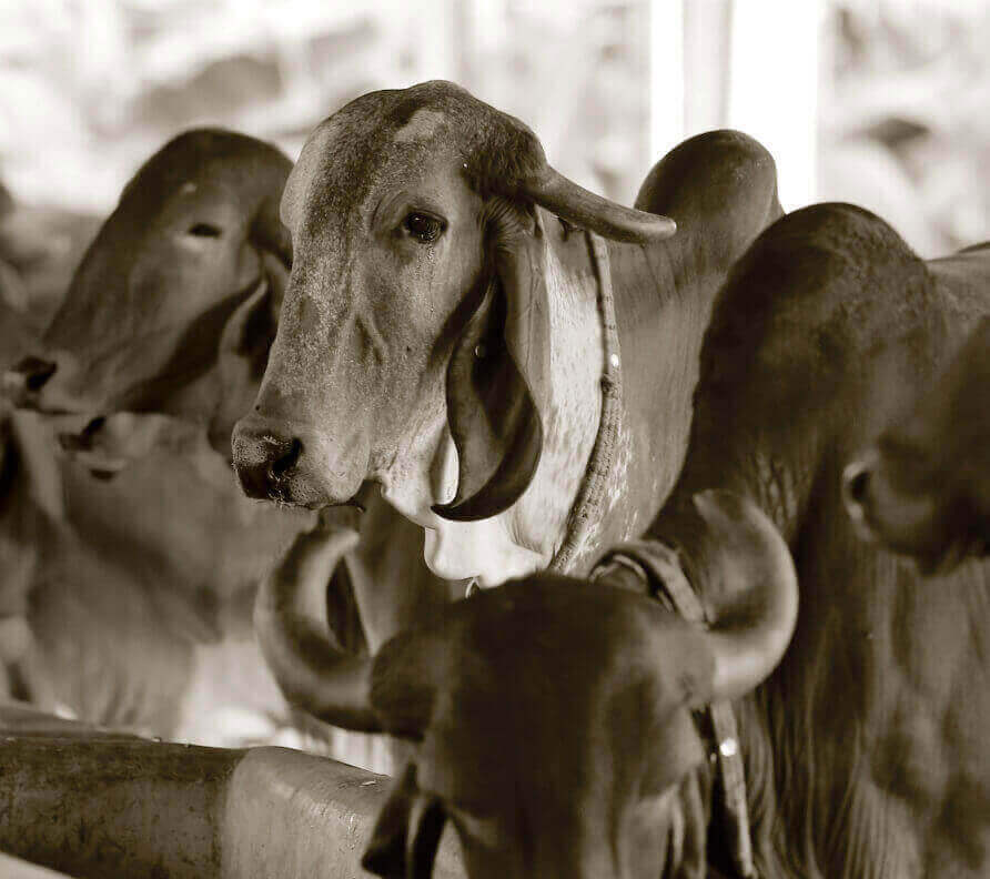 Farm Fresh Klimom Indian Cow Milk in Hyderabad-Glorious Indian GirCows